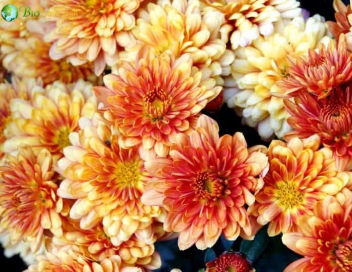 November Birth Flowers | Chrysanthemum and Peony | Symbolism and Meaning