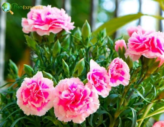 January Birth Flowers | Carnation & Snowdrop | BioExplorer.net