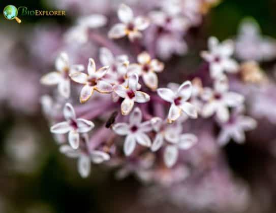Syringa Flowers | Idaho State Flower | BioExplorer.net