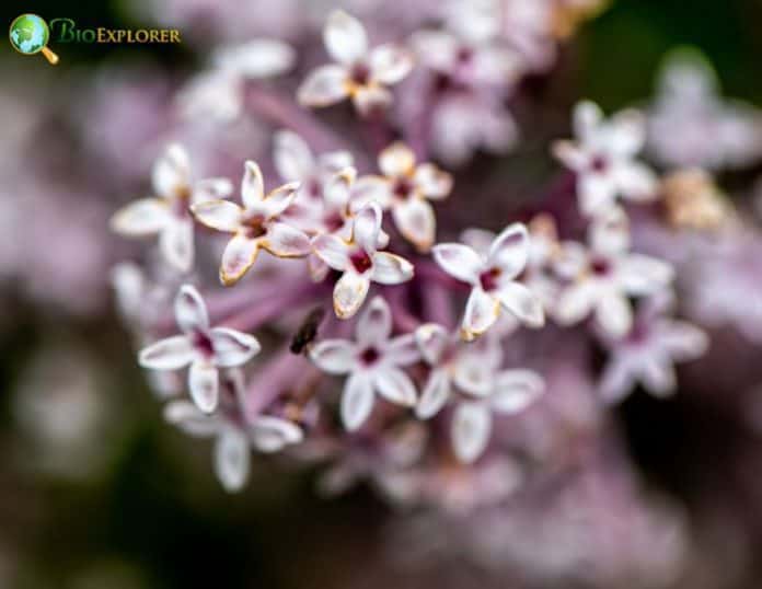 Syringa Flowers | Idaho State Flower | BioExplorer.net