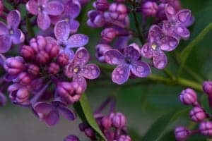 Lilac Flower | Queen of the Shrubs | Syringa vulgaris | BioExplorer