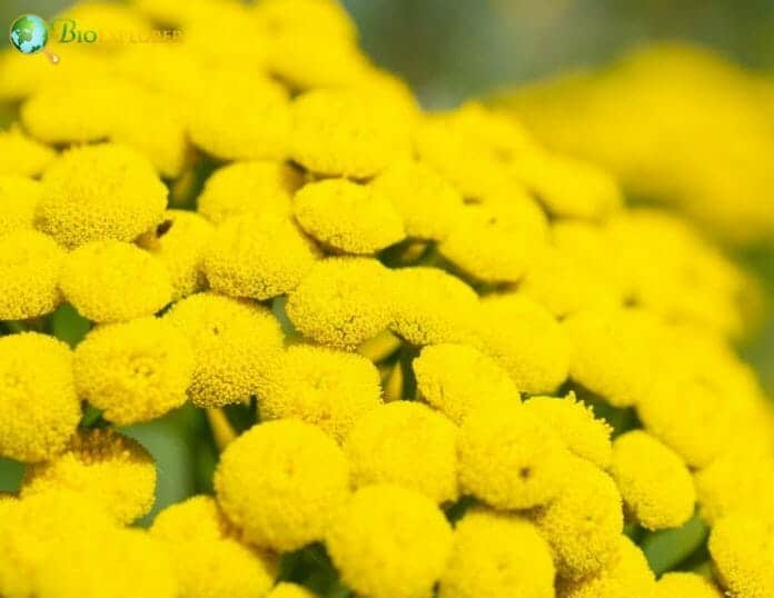 Tansy Flowers | Tanacetum vulgare | Olden Buttons | Cow Bitter ...
