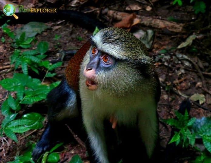 Tantalus Monkey Characteristics | Chlorocebus Tantalus Diet & Facts
