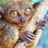 Prosimians | Types of Prosimians | Lemurs | Tarsiers | Lorises