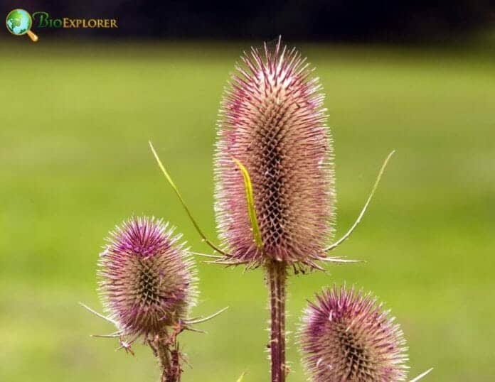 Teasel Flowers | Dipsacus spp. | BioExplorer.net