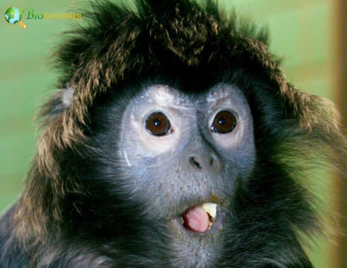 Tenasserim Langur Characteristics | Trachypithecus Barbei Facts