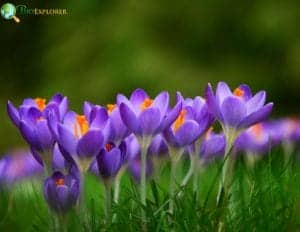 February Birth Flowers | Primrose and Violet | Symbolism & Meaning