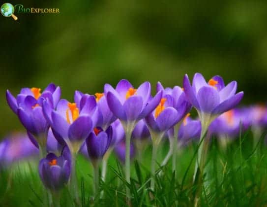 February Birth Flowers | Primrose and Violet | Symbolism & Meaning