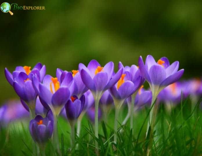 February Birth Flowers | Primrose and Violet | Symbolism & Meaning