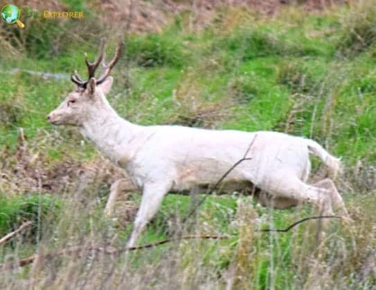 Albino Deer | Rare White Deer | Fun Facts | BioExplorer