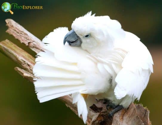 White Cockatoo | Cacatua Alba | Characteristics | BioExplorer