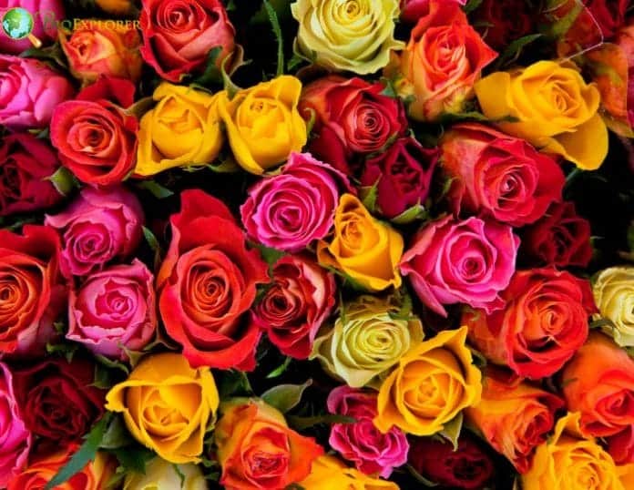 June Birth Flowers | Roses and Honeysuckles | Fun Facts | Symbolism