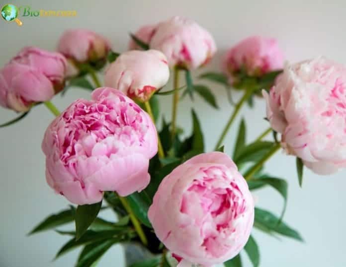 November Birth Flowers | Chrysanthemum and Peony | Symbolism and Meaning
