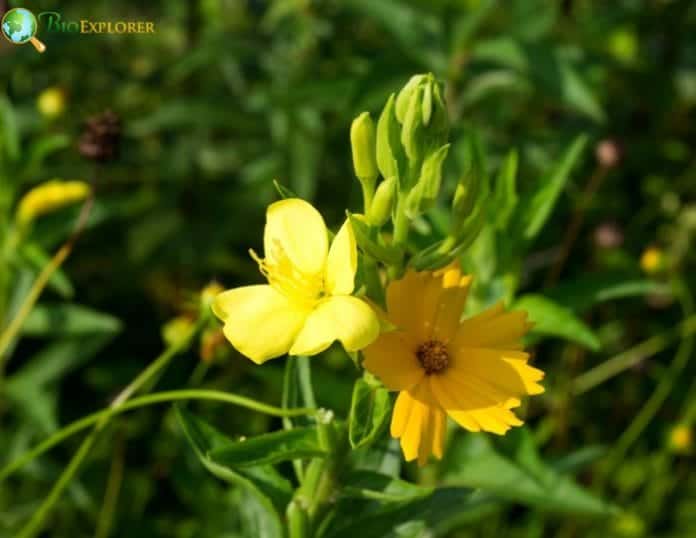 February Birth Flowers | Primrose and Violet | Symbolism & Meaning