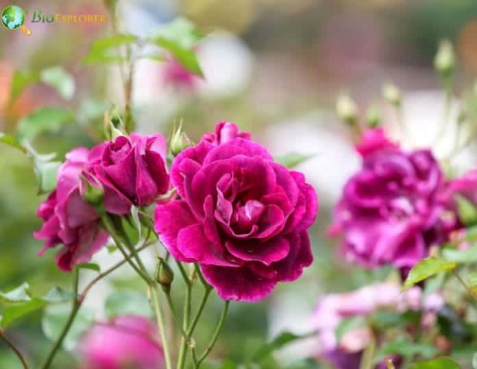 February Birth Flowers | Primrose and Violet | Symbolism & Meaning