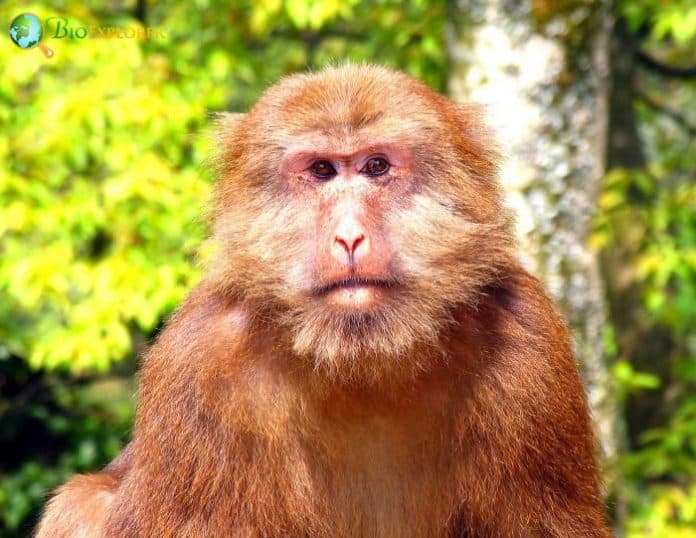 Tibetan Macaque Characteristics | Macaca Thibetana Facts