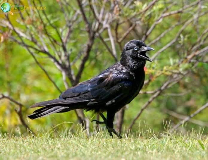 43 Types of Crows | All Corvus Species | Corvidae Family Birds