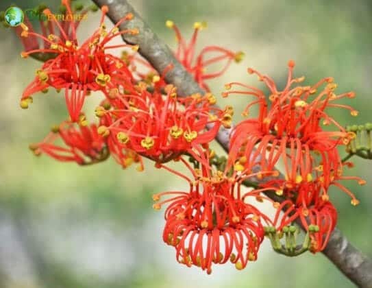 Order Trochodendrales Characteristics | Wheel Tree Flowers | BioExplorer