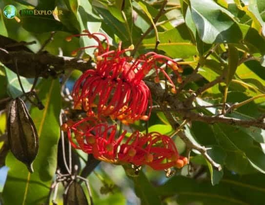 Order Trochodendrales Characteristics | Wheel Tree Flowers | BioExplorer