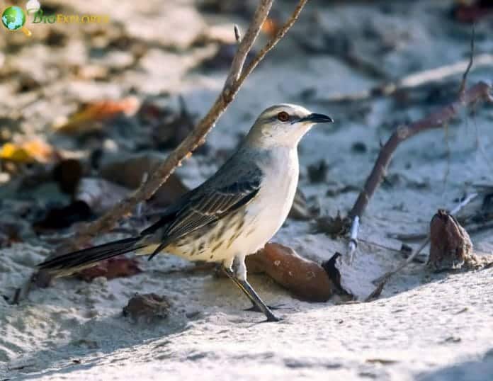 Mimids | Mimicry Birds | Mimidae | Mockingbirds | Thrashers & More