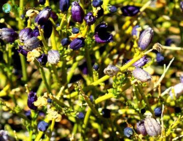 Turpentine Broom Flower | Thamnosma montana | Desert Flower | BioExplorer