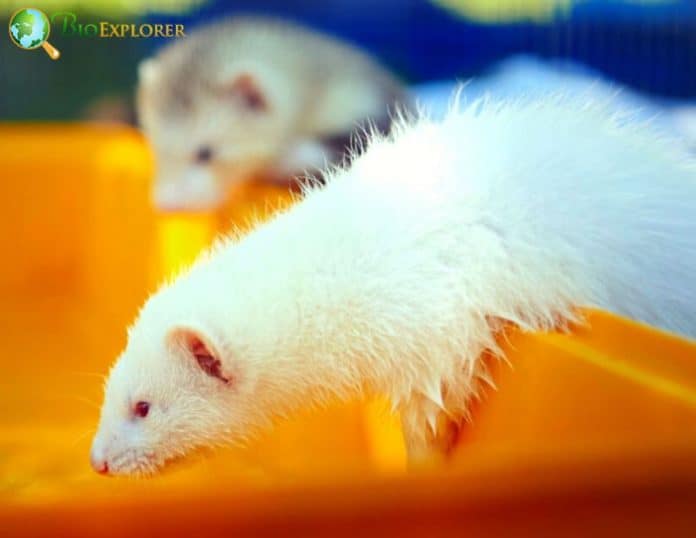 Albino Ferrets | White Albino Ferrets | Facts & Characteristics