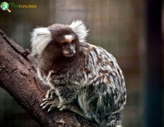 Marmoset Monkeys | Pygmy Marmosets | 24 Marmoset Species