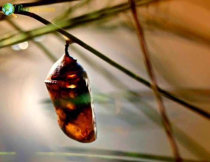 What Animals Live In Rainforests? | Explore Top 27 Rainforest Animals