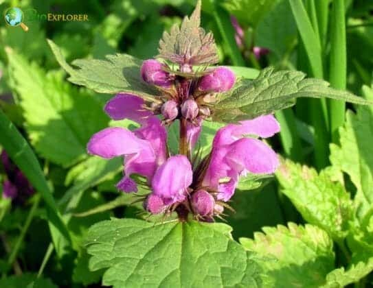 Order Rosales Characteristics | Distribution | Garden Roses | Pronunciation
