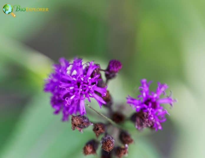 Vernonia Flowers | ironweed | William Vernon| BioExplorer.net