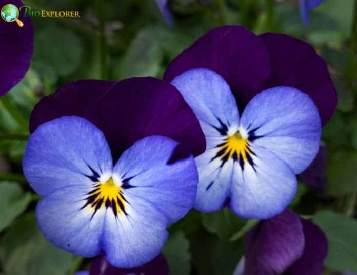 February Birth Flowers | Primrose and Violet | Symbolism & Meaning