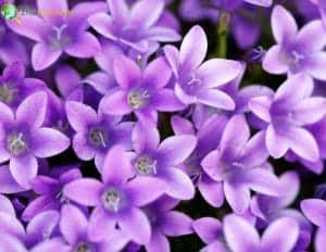February Birth Flowers | Primrose and Violet | Symbolism & Meaning