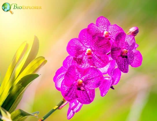Waling-Waling Flower | Vanda Sanderiana | Wildflower | BioExplorer