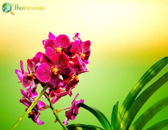 Waling-Waling Flower | Vanda Sanderiana | Wildflower | BioExplorer