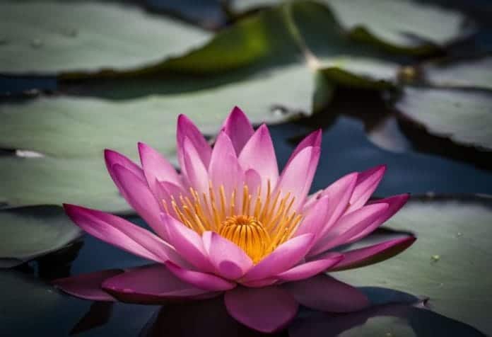 July Birth Flowers | Larkspur and Water Lily | Symbolism and Meaning