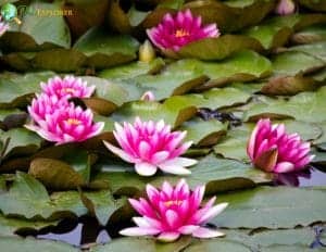 July Birth Flowers | Larkspur and Water Lily | Symbolism and Meaning