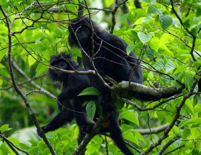West Javan Langur Characteristics | Trachypithecus Mauritius Facts