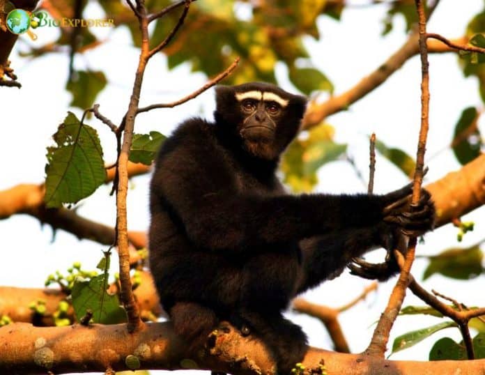 Western Hoolock Gibbon Characteristics | Hoolock Hoolock Facts