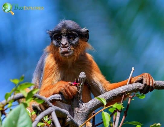 Western Red Colobus Characteristics | Piliocolobus Badius Diet & Facts