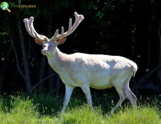 Albino Deer | Rare White Deer | Fun Facts | BioExplorer