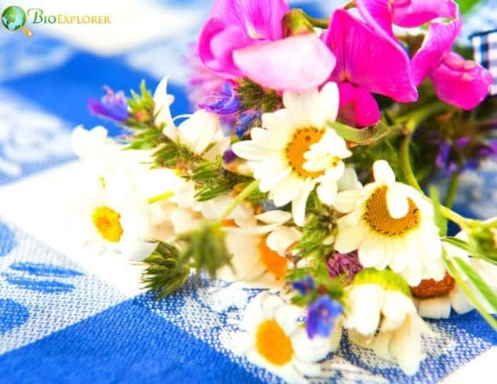 April Birth Flowers | Daisies and Sweet Peas | Meaning & Symbolism