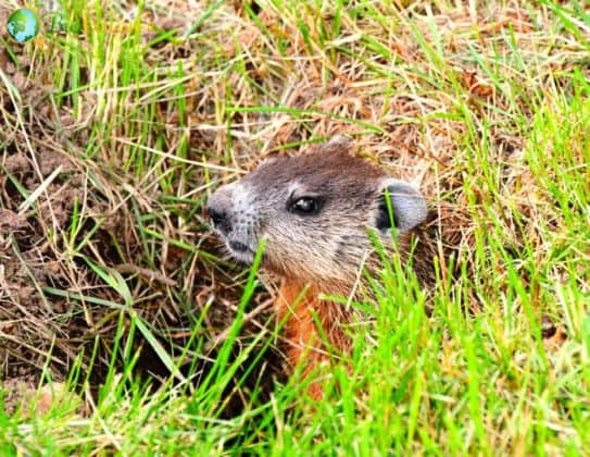 What Do Groundhogs Eat? | Surprising Diets of Groundhogs | BioExplorer