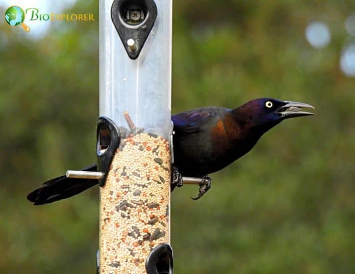 Common Grackle | Quiscalus Quiscula | Black Bird | BioExplorer