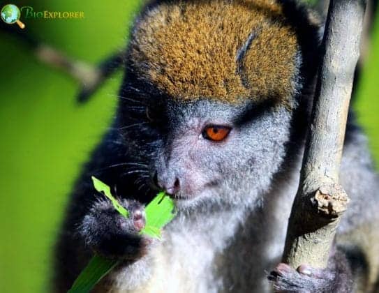 Golden Bamboo Lemur | Hapalemur Aureus | Diet | Fun Facts | Pictures