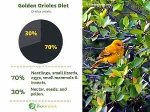 What Do Orioles Eat? | Orioele Diet By Types | What Eats Orioles?