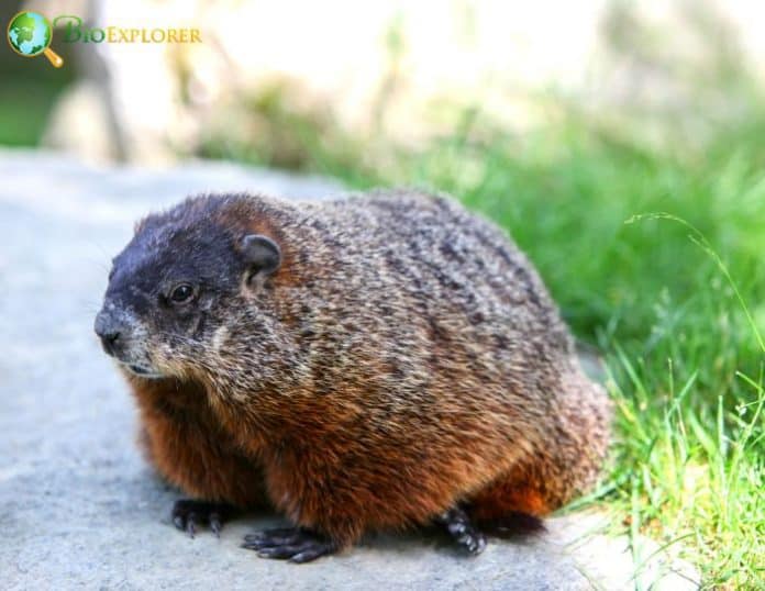 What Do Groundhogs Eat? | Surprising Diets of Groundhogs | BioExplorer