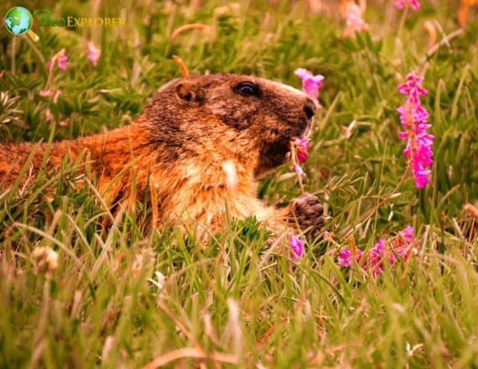 What Do Groundhogs Eat? | Surprising Diets of Groundhogs | BioExplorer
