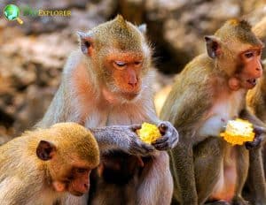 Macaques | Types of Macaques | Facts and Diets | BioExplorer