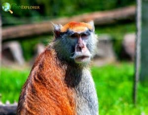 Patas Monkey Characteristics | Erythrocebus Patas Diet & Facts