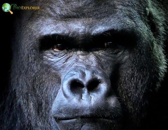 Western Gorilla Characteristics | Gorilla Gorilla Diet & Facts